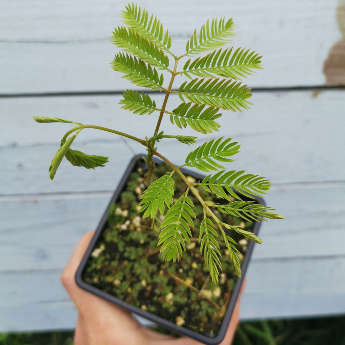 Arbori de mătase | 29 RON | Direct de la producător – arboridematase
